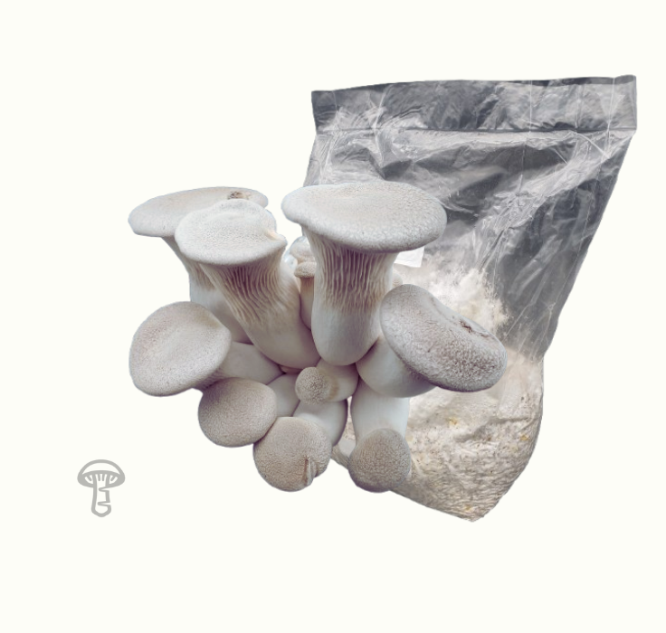 Fully Colonized Inoculated Grain Spawn for Mushroom Cultivation | Shop ...