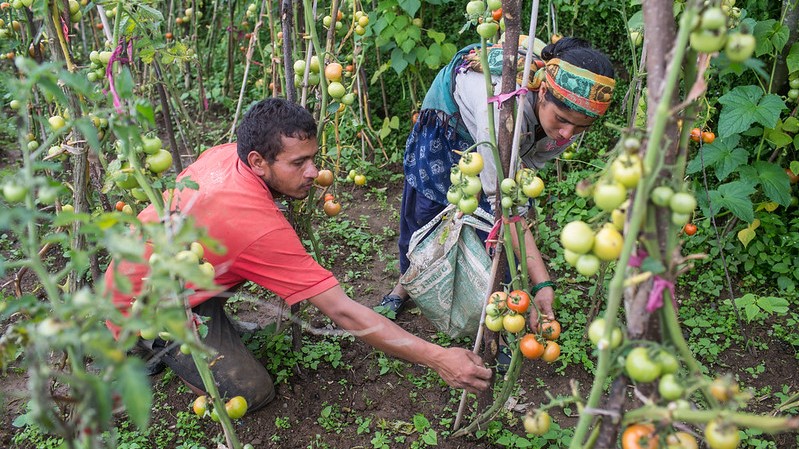 Agriculture and Farming in Nepal Agriculture and Farming in Nepal
