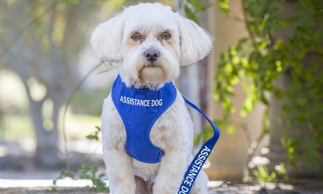 Small Service Dogs: Can Small Dogs Be Ser... - MawooPets.com