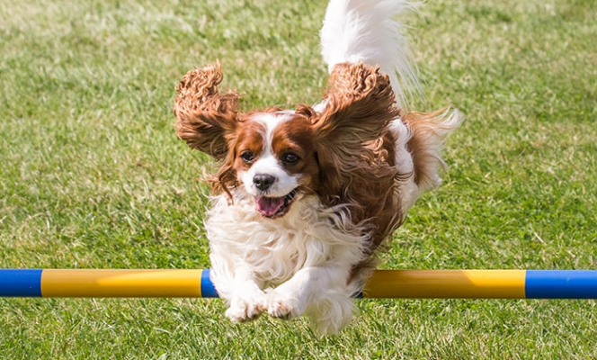 10 Most Trainable Small Dogs - MawooPets.com