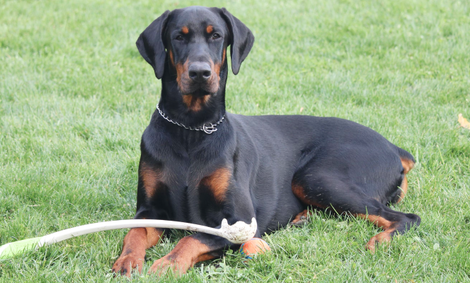 10 Biggest Guard Dogs That Also Make Grea... - MawooPets.com