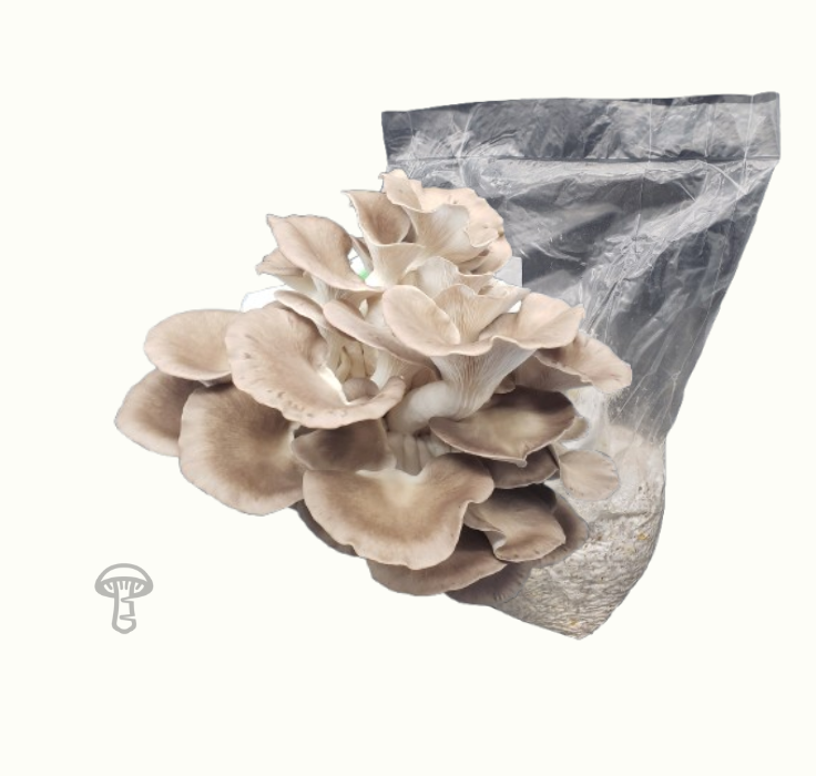 True Italian Oyster Grain Spawn (5lb) | Grow Gourmet Oyster Mushrooms ...