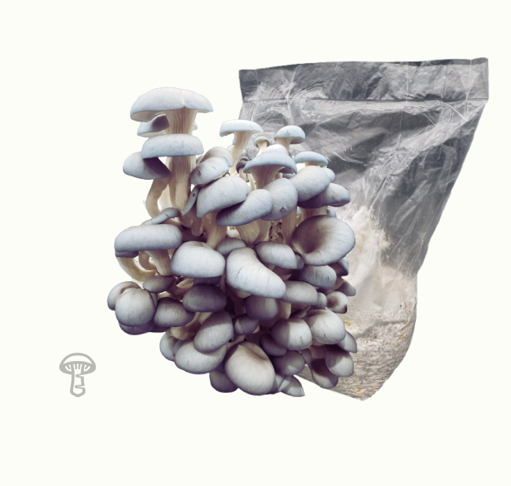 Blue Oyster Grain Spawn (5lb) | Grow Stunning Gourmet Mushrooms - Emory ...