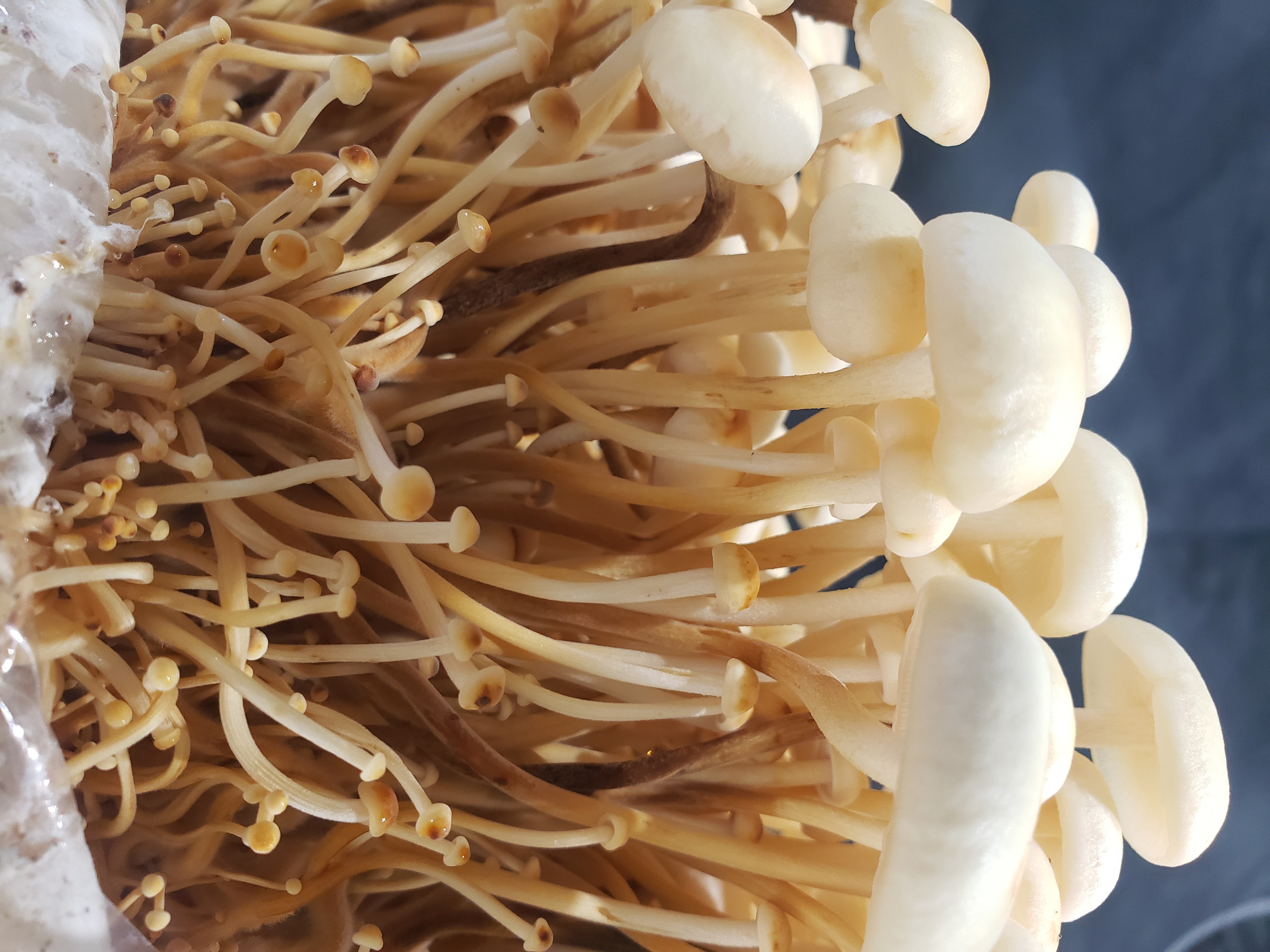 Fresh Orange Enoki Mushrooms | Mildly Sweet & Vibrant Gourmet Fungi ...