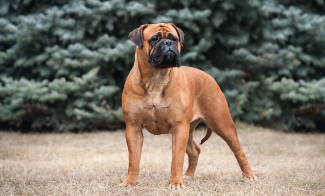 10 Biggest Guard Dogs That Also Make Grea... - MawooPets.com